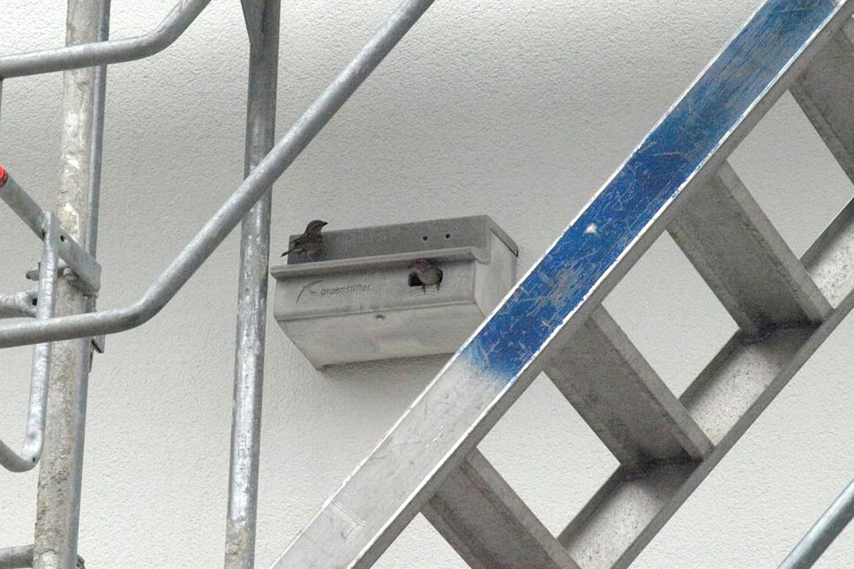 Buy swift nest boxes for swifts, sparrows and bats.