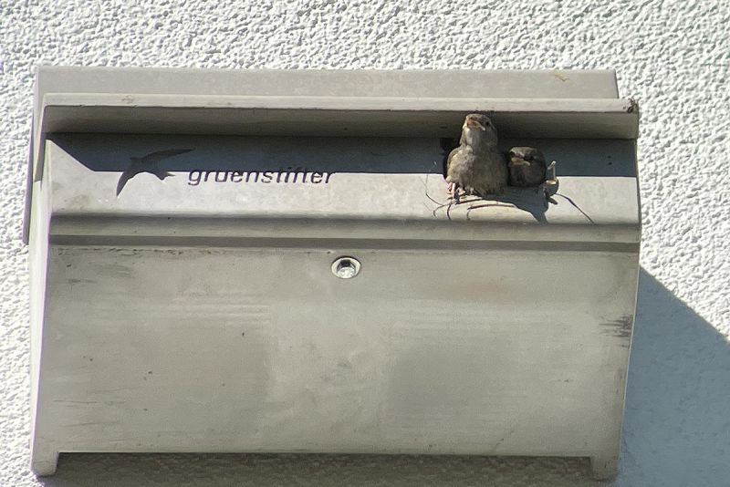 Buy swift nest boxes for swifts, sparrows and bats.